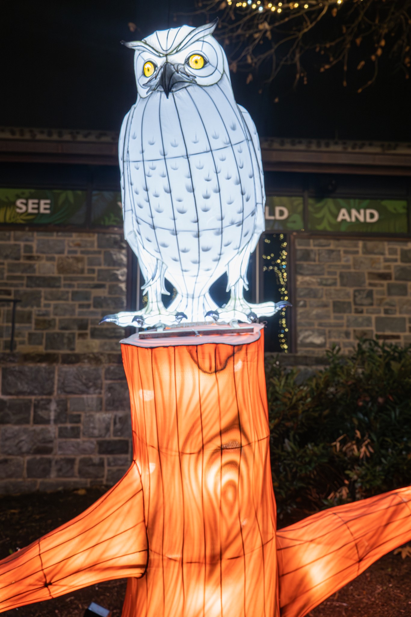 Smithsonian after dark: Zoo Lights edition – The District Pix